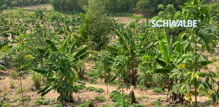 Schwalbe X Fair Rubber: Natural rubber project in review - BikeBiz